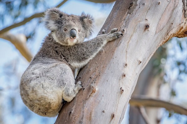 Where can you see Apollo Bay koalas?
